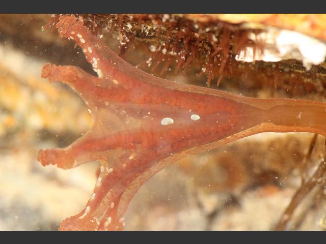 Calvadosia campanulata (Lamouroux, 1815) - A Stalked jellyfish ...