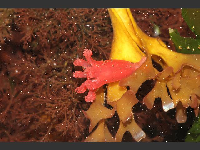 Craterolophus convolvulus (Johnston, 1835) - A Stalked jellyfish ...