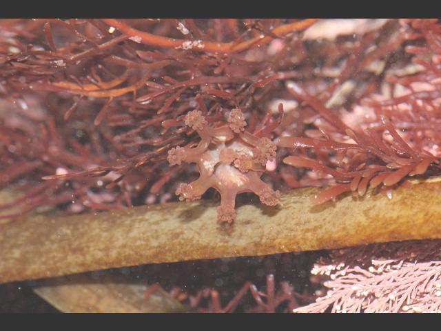 Craterolophus convolvulus (Johnston, 1835) - A Stalked jellyfish ...