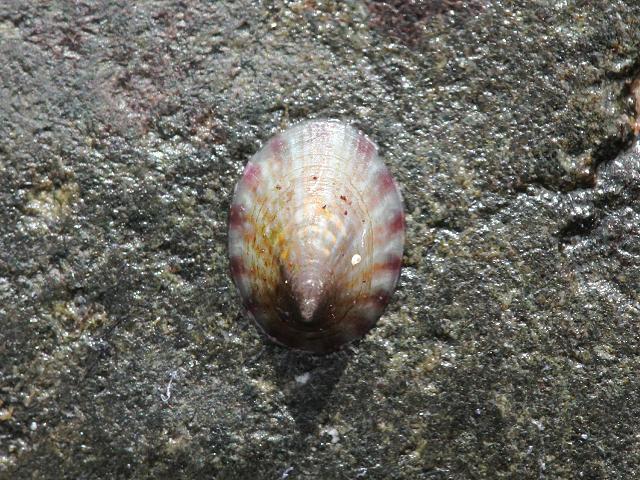 Tectura virginea (O F Müller, 1776) - White tortoiseshell limpet ...