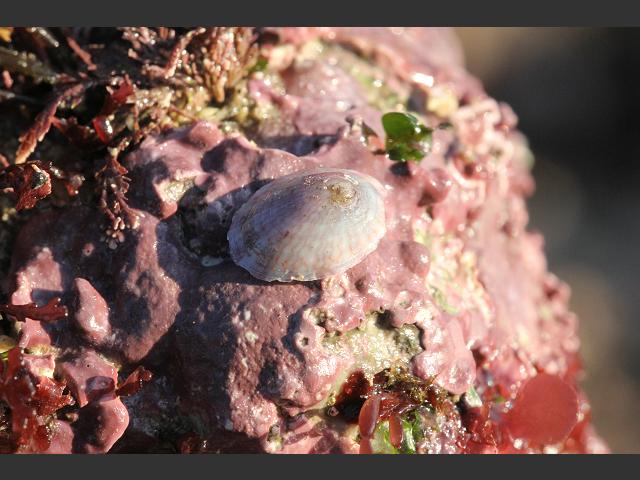 Tectura virginea (O F Müller, 1776) - White tortoiseshell limpet ...