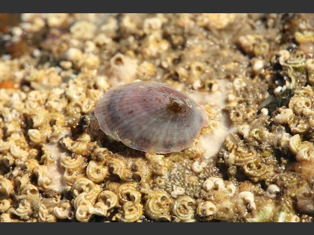 Tectura virginea (O F Müller, 1776) - White tortoiseshell limpet ...