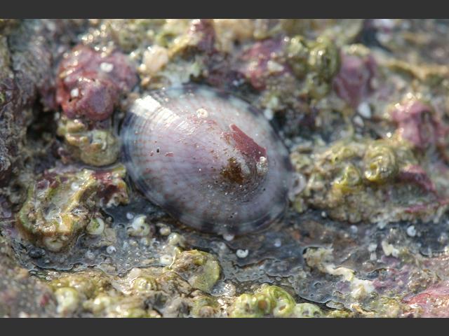 Tectura virginea (O F Müller, 1776) - White tortoiseshell limpet ...