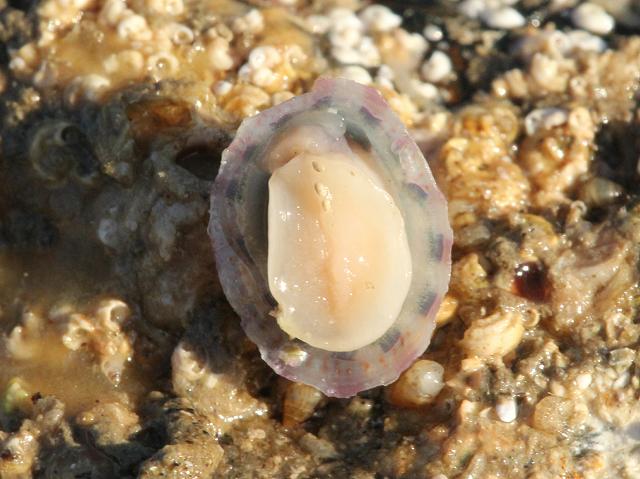 Tectura virginea (O F Müller, 1776) - White tortoiseshell limpet ...